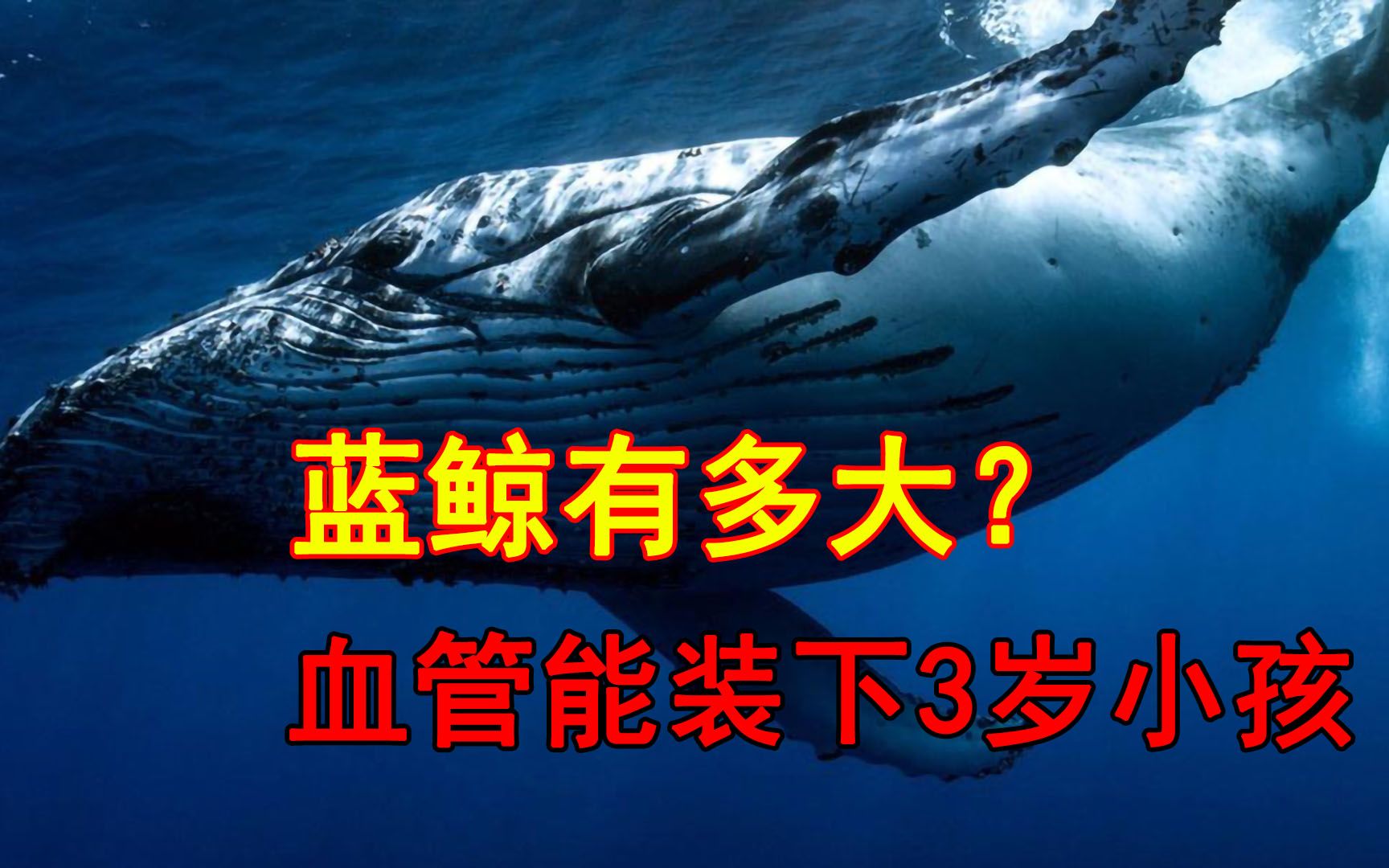 蓝鲸有多大?血管能装下3岁小孩,体重相当于3000个成年人