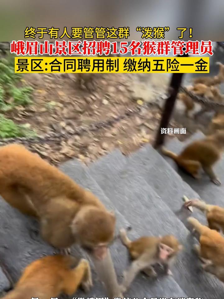终于有人要管管这群"泼猴"了!峨眉山景区招聘15名猴群管理员,景区:...