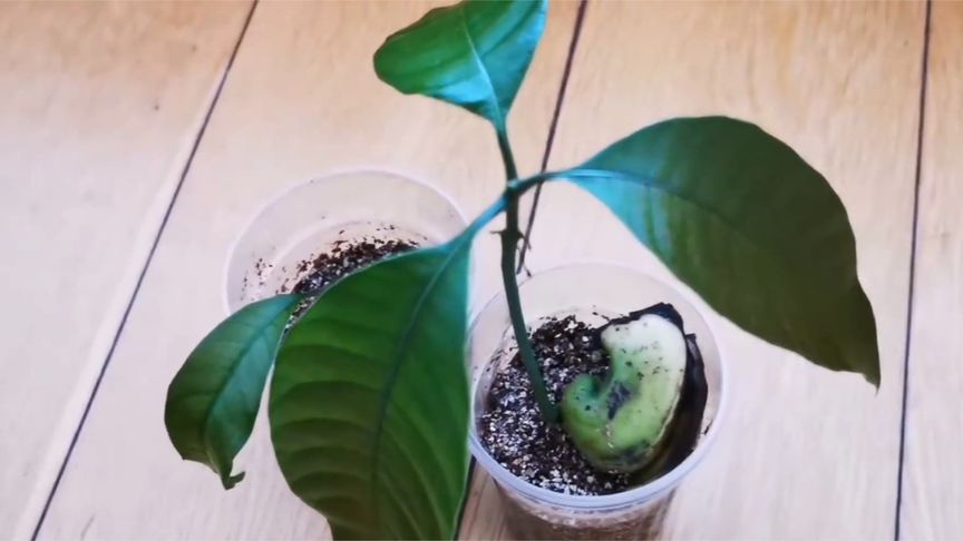 芒果树的正确种植方法