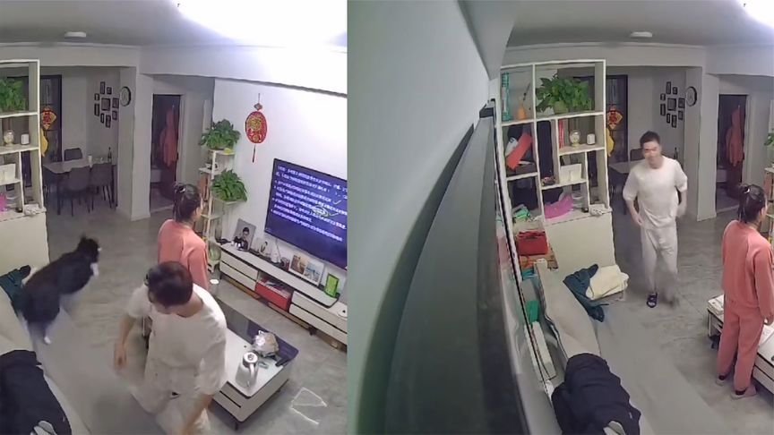 女子学习会计实务,结果家里上演人狗"追逐战",女子:那我走?