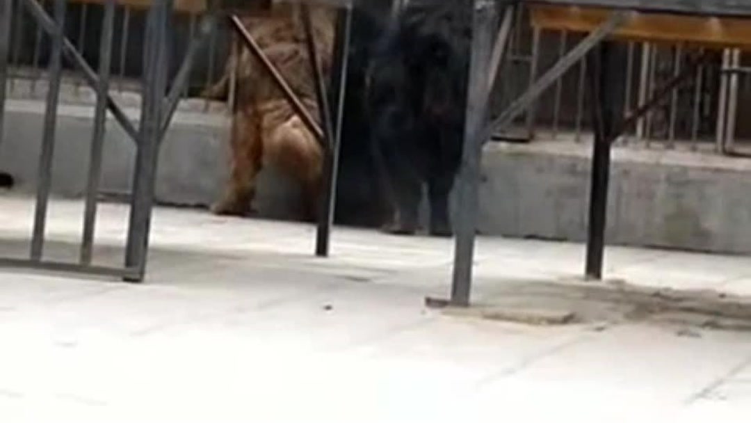 藏獒和狮子打架视频 藏獒vs狮子 斗狗打架
