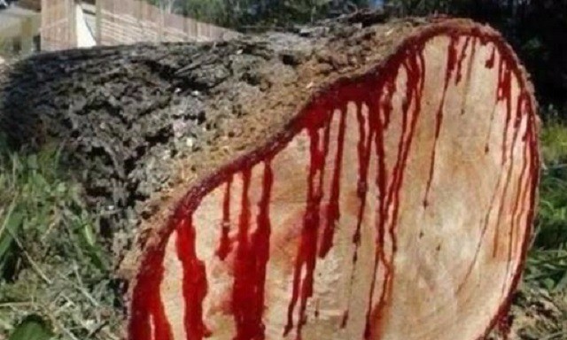 世界上会“流血”的树,“血液”究竟从何而来?说出来你可能不信