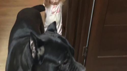 就没有熊孩子制不服的狗子,凶猛的卡斯罗犬也不例外!