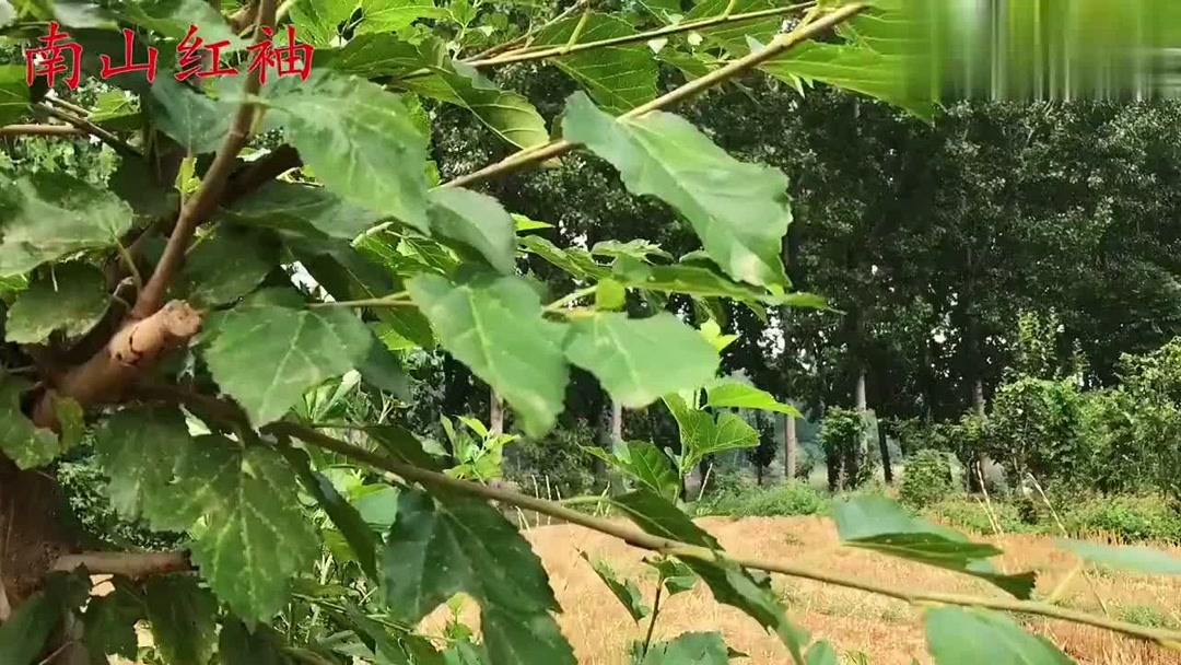 桑叶又称“神仙叶”,拿它煮水有3个厉害妙用,解决不少男女烦恼