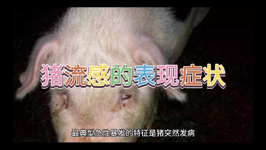 猪流感的表现症状