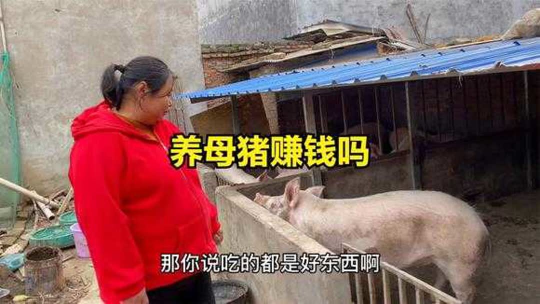 小夫妻创业投资养母猪,一头母猪一年能赚多少钱?今年养猪赚钱了