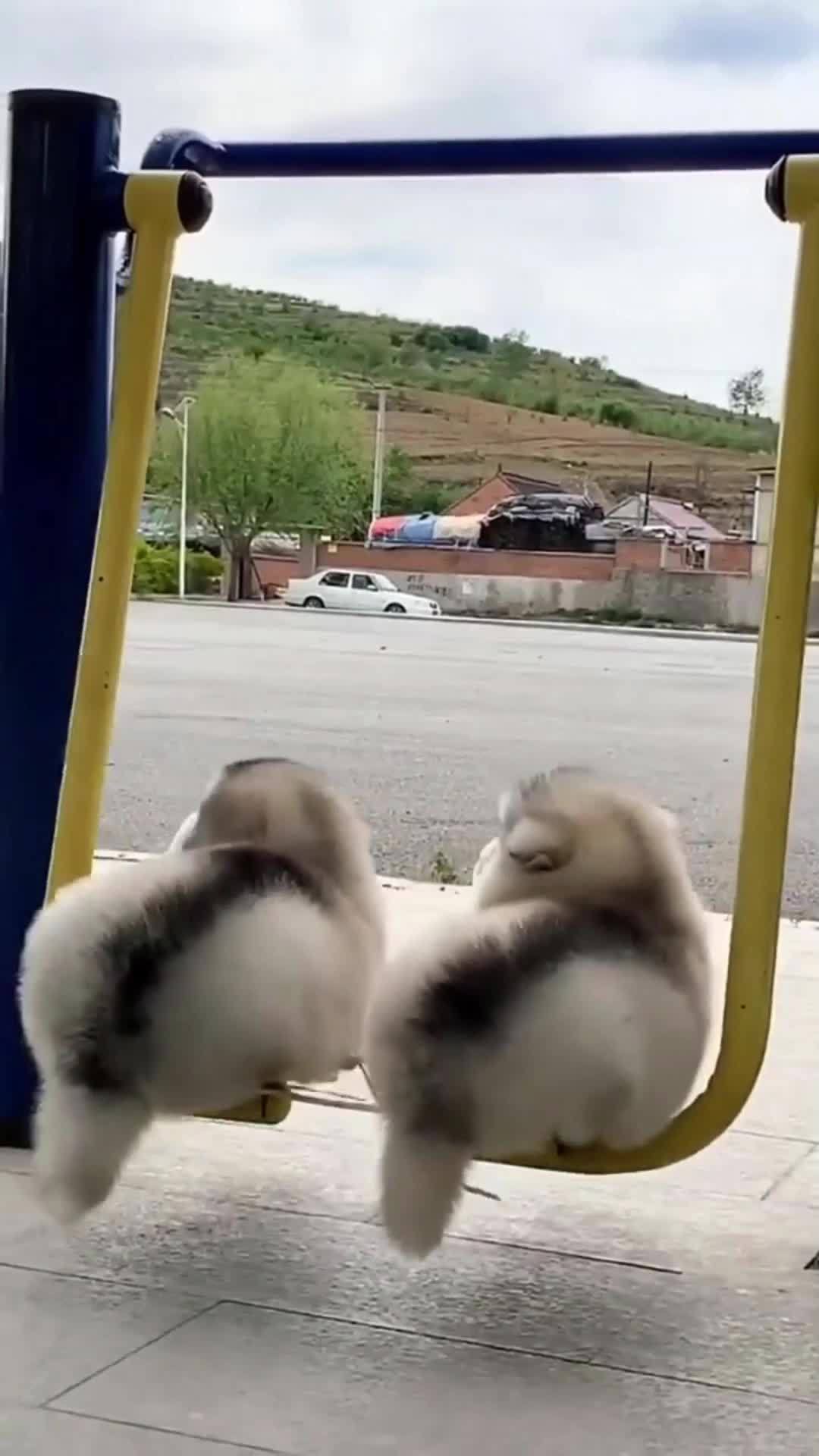 快艾特世界上最可爱的那个她来看超级可爱的修狗叭