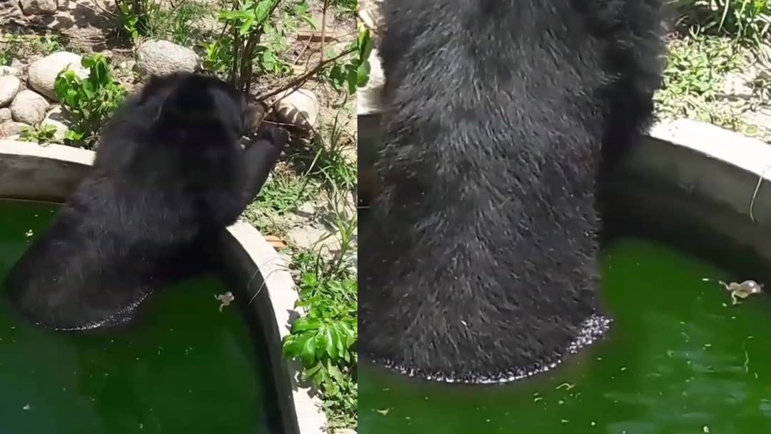真实版熊出没!黑熊和青蛙同现水池互动游泳乘凉,有趣一幕被拍下