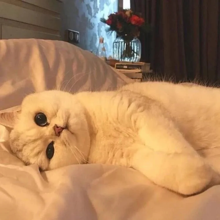 清欢爱蹦哒 