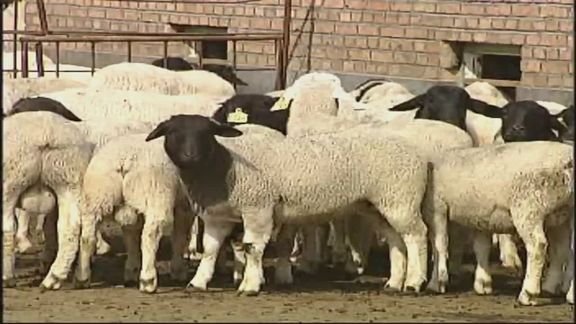 肉羊传统养殖及其现代化养殖有点介绍