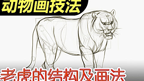 老虎的绘制方法,身体结构有何特征?动物画技法11