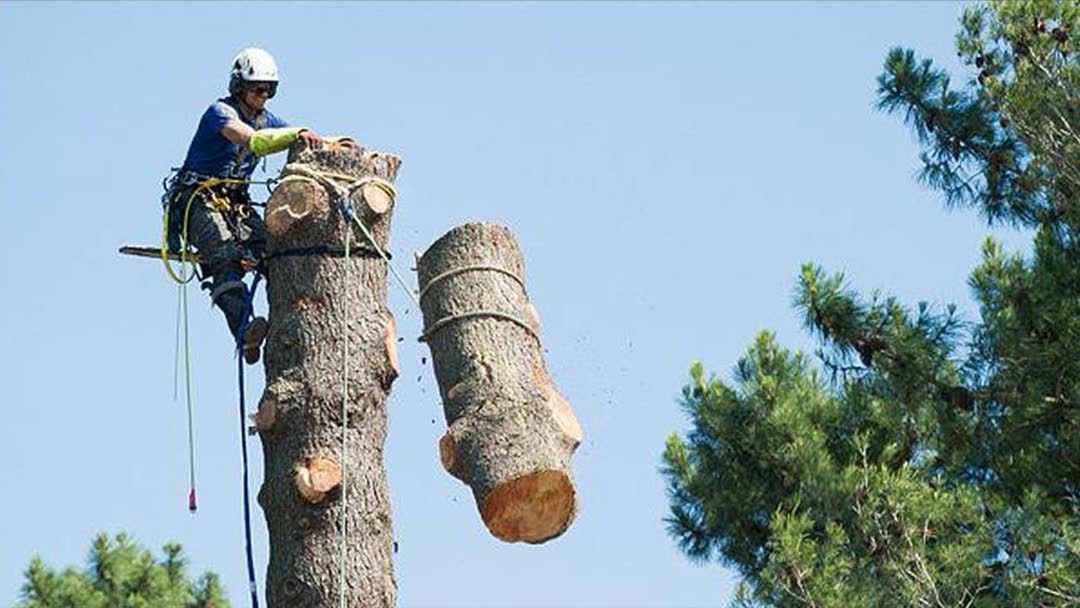 这样砍树你见过吗?要不是镜头记下过程,谁敢相信这工作也有人做