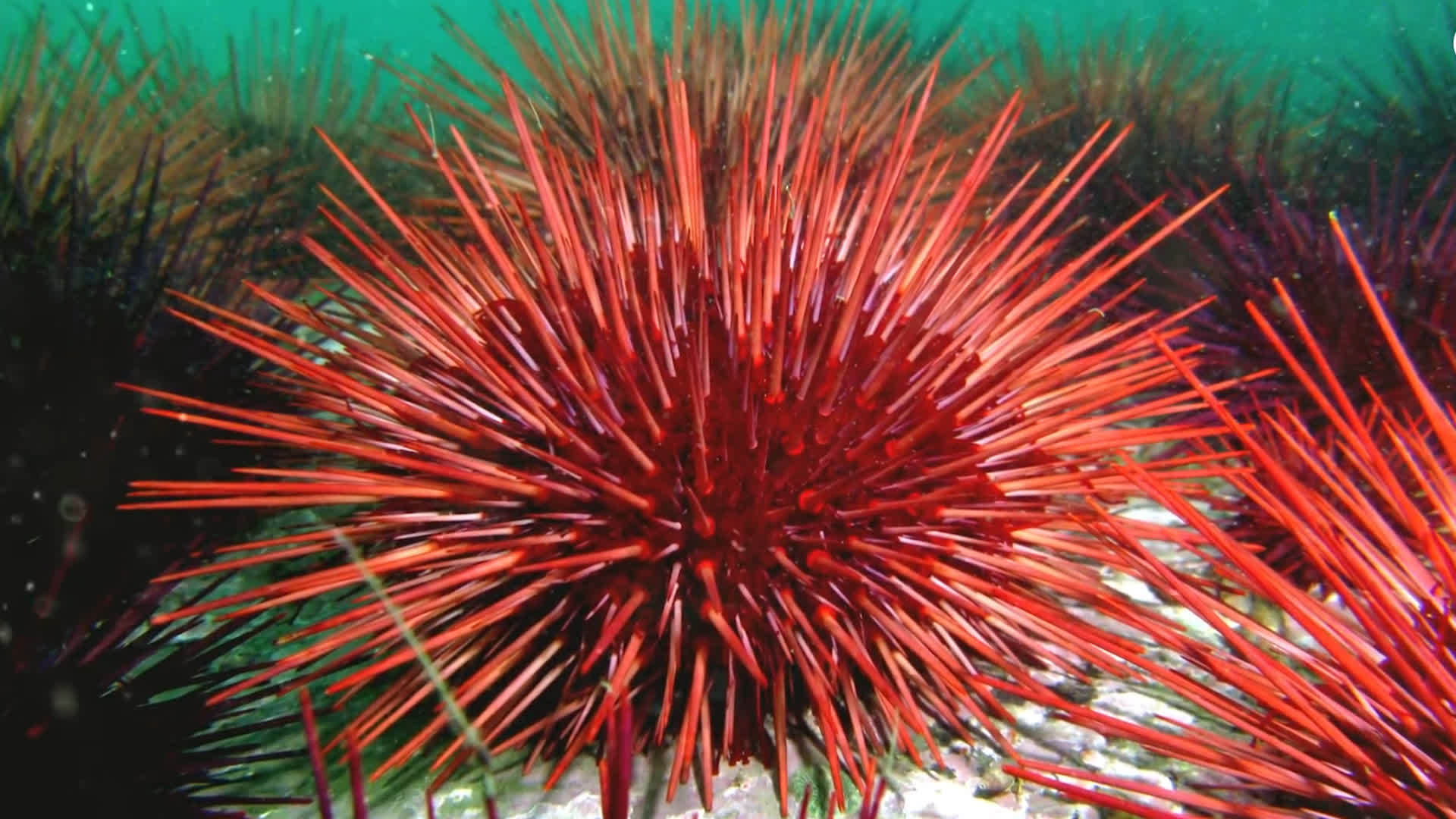 世界上寿命最长的动物长达360多年