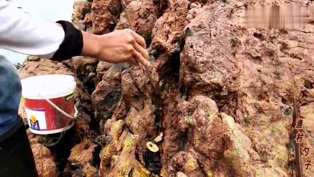 石鳖长相不好却有药用价值,海岛礁石长满了,赶海小伙特意来挖它