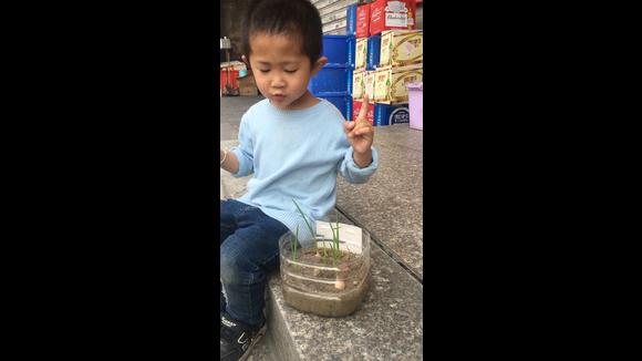 育儿笔记:四周岁多宝宝讲述种蒜苗的过程