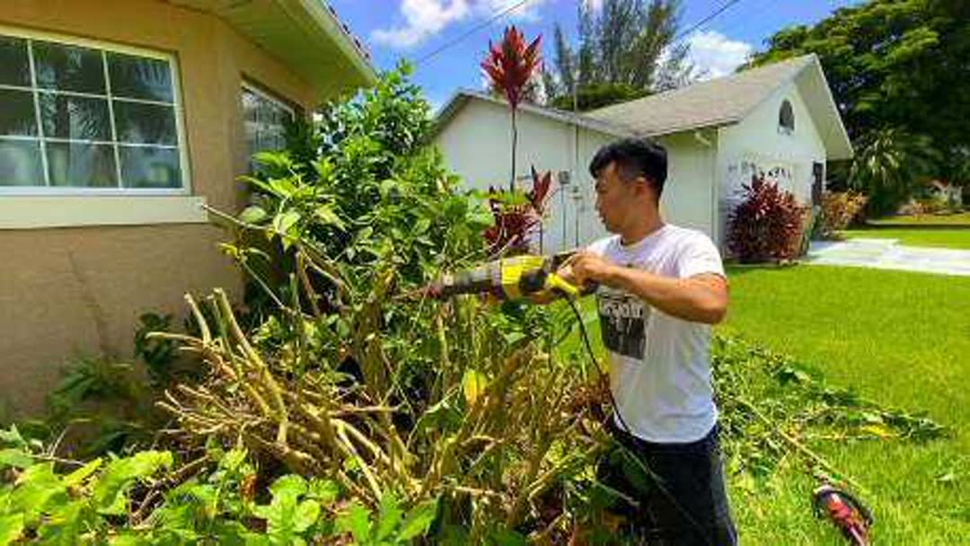 这颗喇叭花树长得太嚣张了,好好修理修理,美国的电动工具很方便