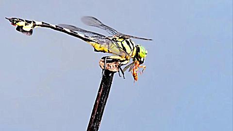 《 让我们荡起双桨 》F(3.06)(A-A-视频-伴奏)光头阿中