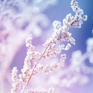 风一样的叶子丶 