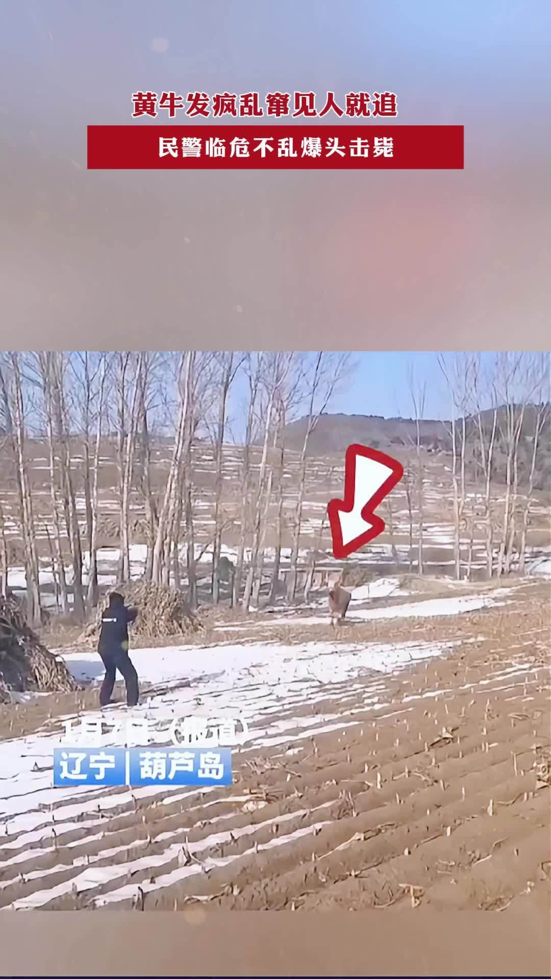 黄牛发疯乱窜见人就追,民警临危不乱爆头击毙。