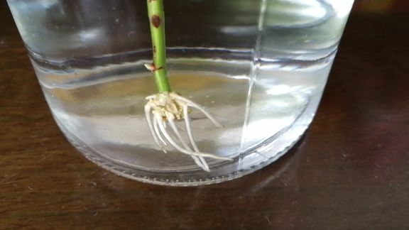 小玫瑰枝条放到水里,看看生长出了什么