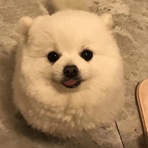 星卓 