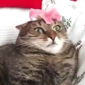 陆猫01 