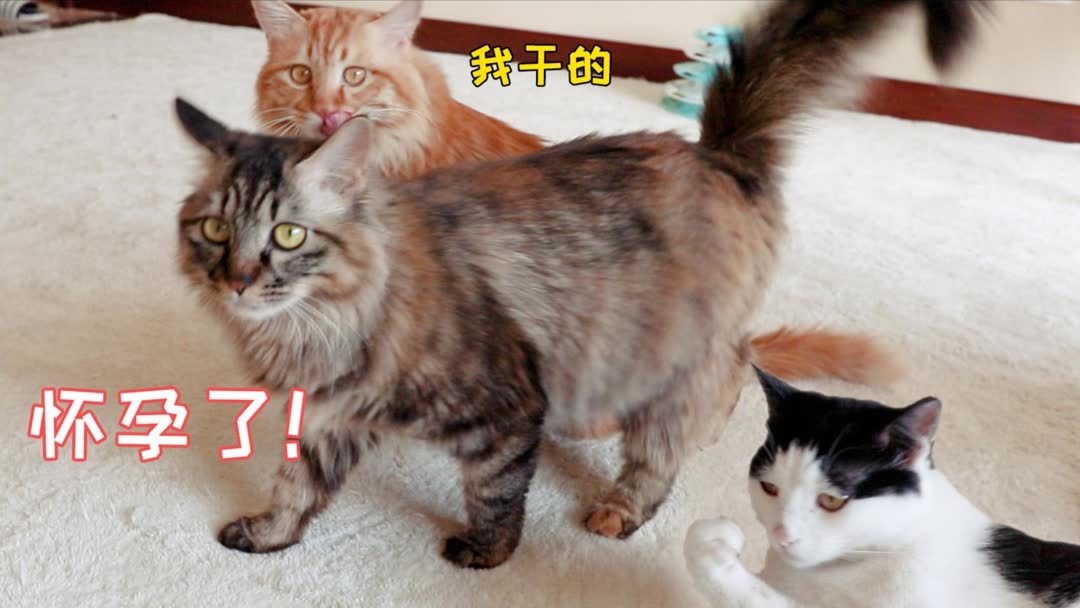 刚送走一批小猫,不料另一只母猫也怀孕了,又要迎来一批小猫!