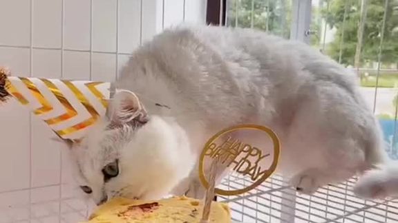 宠物蛋糕ߍ�谁还不是个小宝贝.专门给宠物做的特殊材料蛋糕#南川