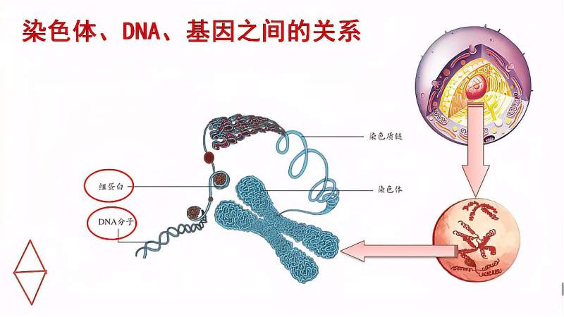 DNA是主要的遗传物质