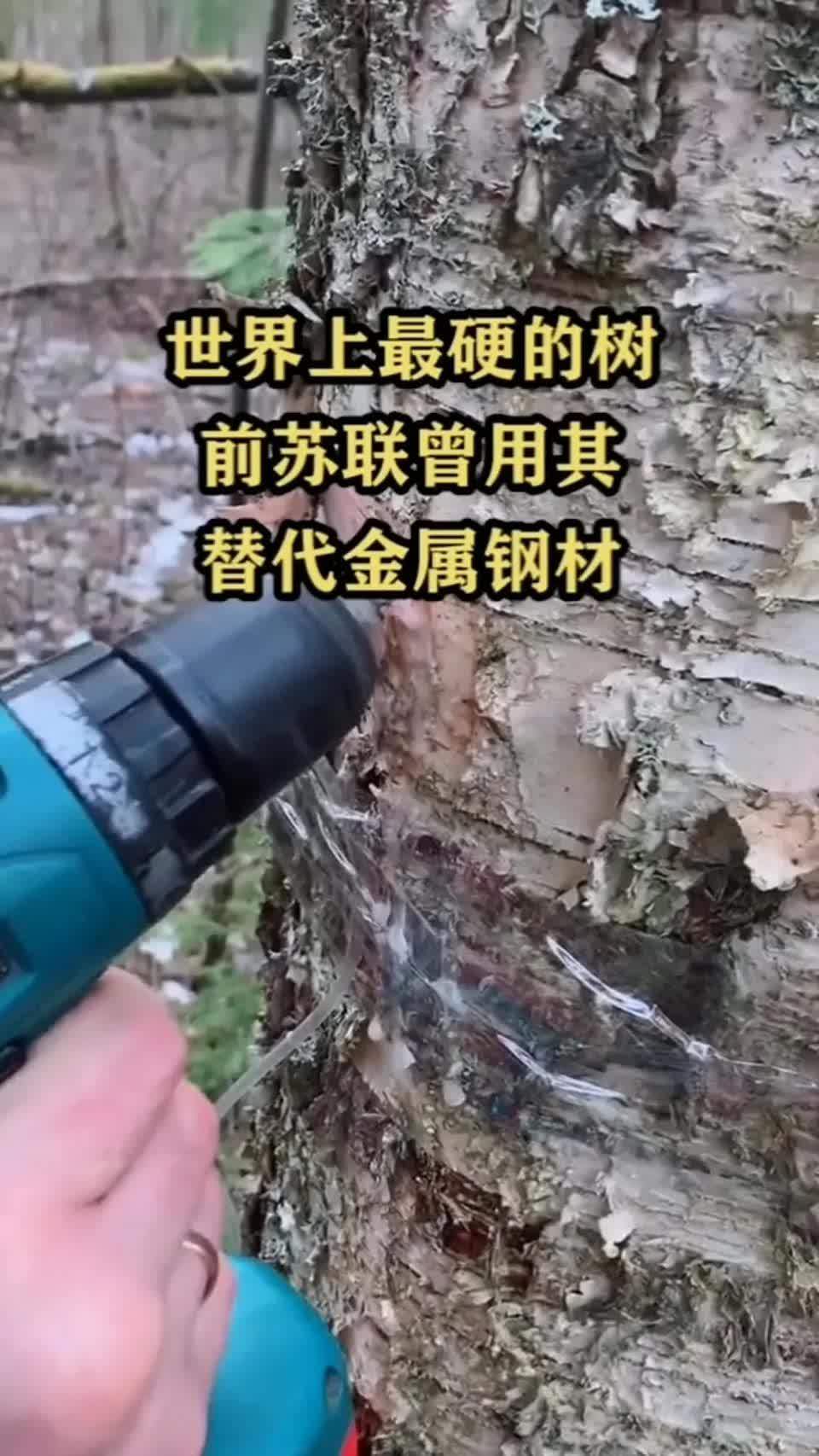 世界上最硬的树,前苏联曾用其替代金属钢材