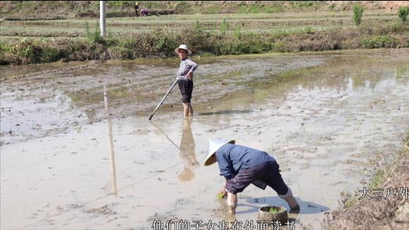 农民叔叔坚持传统方式种水稻,为啥不用最新方法?听听咋说的