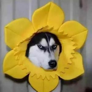 搞笑小峰哥 