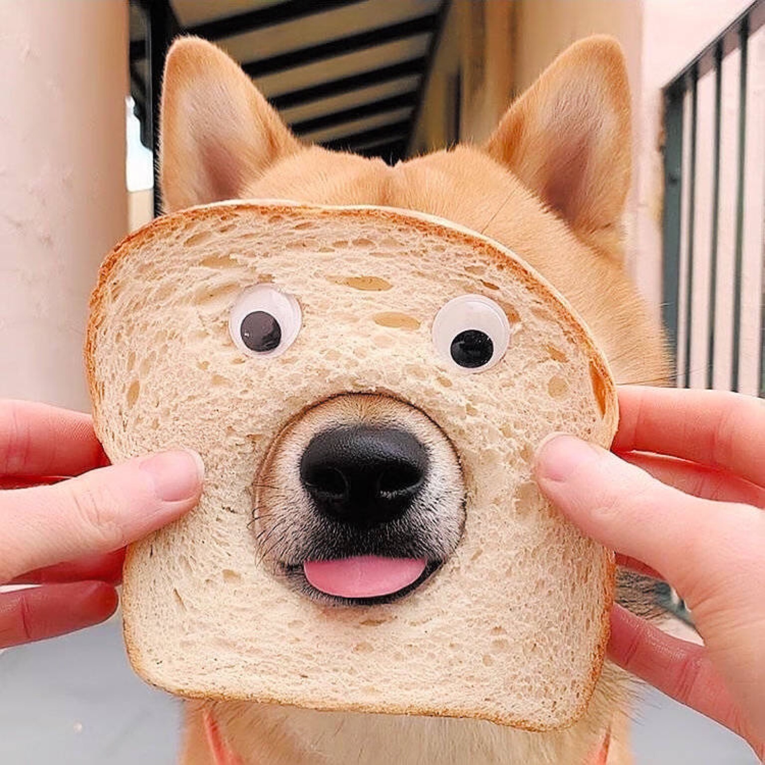 面包片小柴 