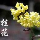 桂花联翩 