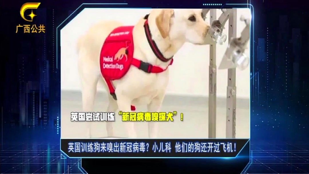 医学检测犬!英国训练“新冠病毒嗅探犬”,让狗嗅出新冠病毒