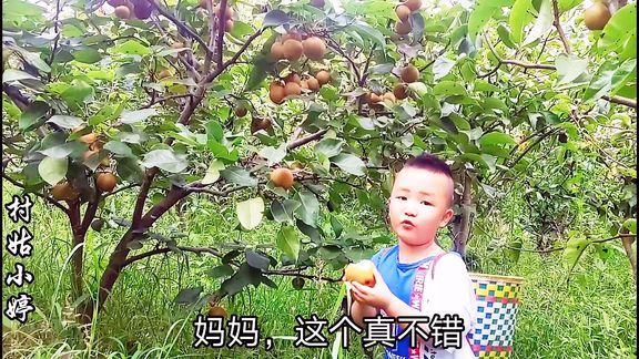 家里梨子成熟了,农村小伙果园里边摘边吃看得让人口水直流