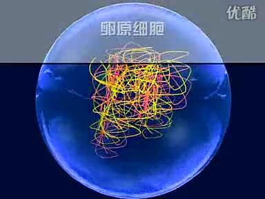 减数分裂-精子和卵细胞的形成(3D视频)
