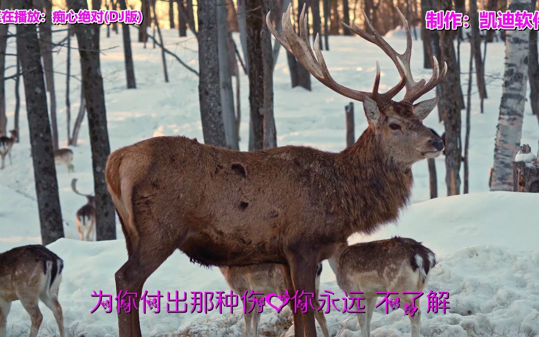 《痴心绝对(DJ版)》欣赏,歌曲mv用什么软件下载东西好