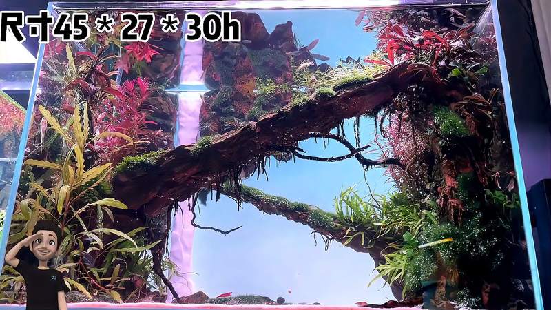 收拾收拾鱼缸讲讲关于造景设计那点事