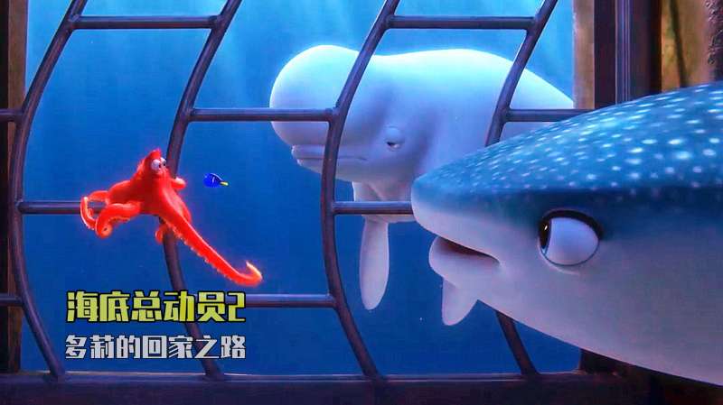 几分钟看完动画冒险电影《海底总动员2：多莉去哪儿》