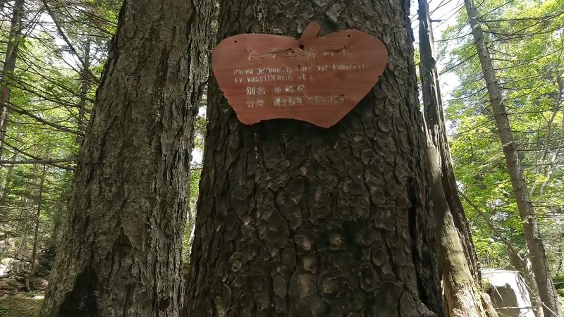 这种松你知道叫什么吗 也许你知道 但它的果实你一定没见过!