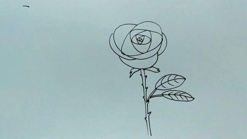 用最简单的方法画玫瑰
