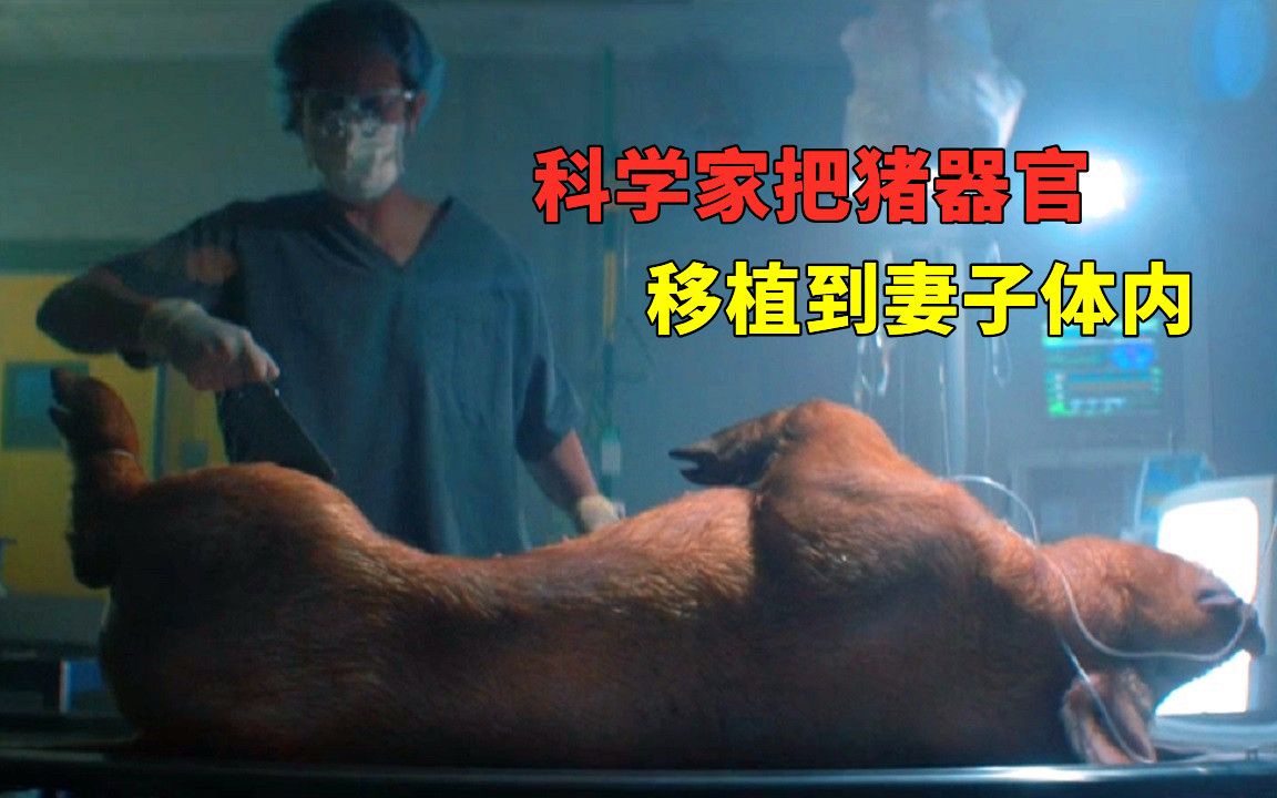 科学家为了救妻子,把猪器官移植给她,没想到却闯下大祸!
