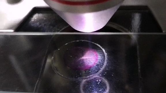 显微生物玻片 山楂果实横切