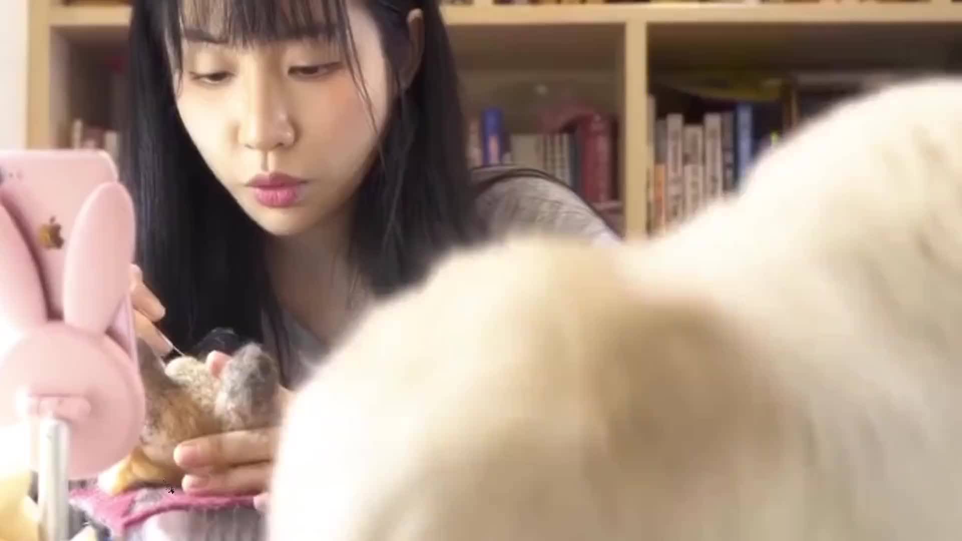 活灵活现的羊毛毡手艺,宠物主人看到后泪流不止