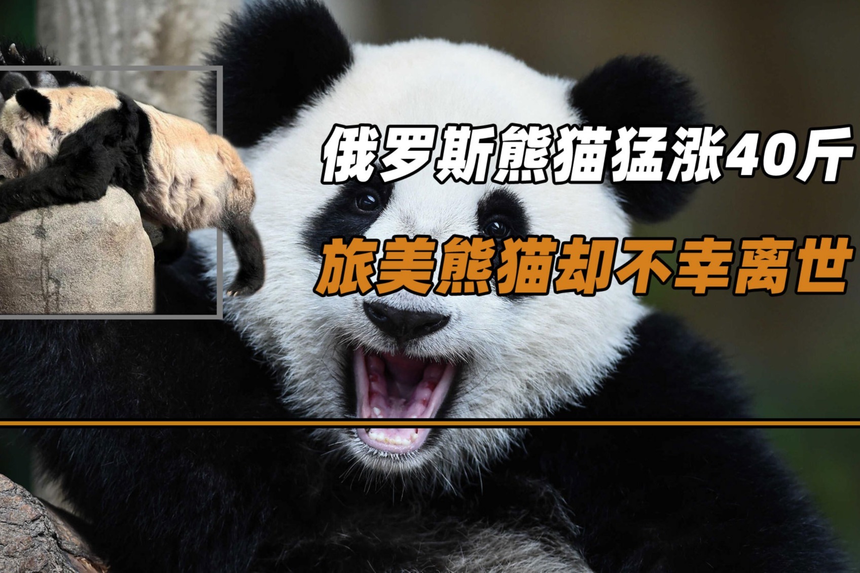 同"猫"不同命,俄罗斯熊猫猛涨40斤,旅美熊猫却不幸离世