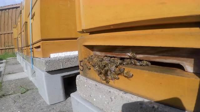 带你近距离观察蜜蜂的日常活动,原来它们一天要进出蜂箱这么多次