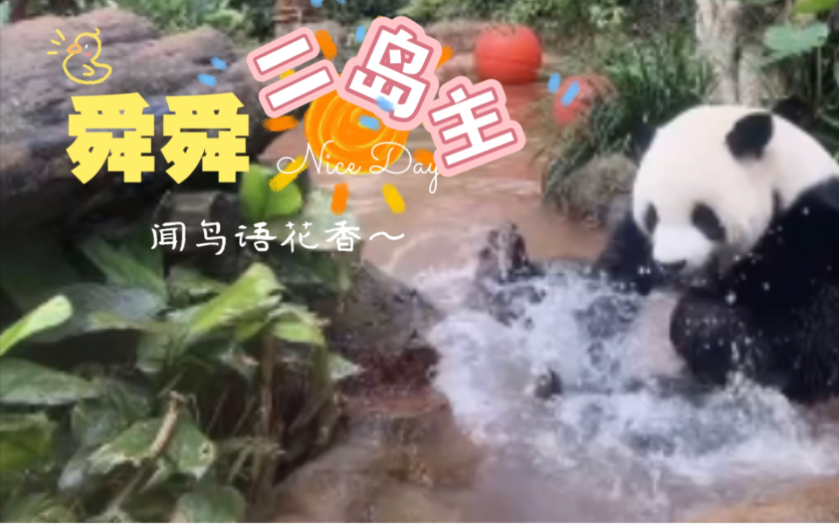 鸟语花香中惬意泡澡的舜仔～(230211海南热带动植物园有限公司直播...