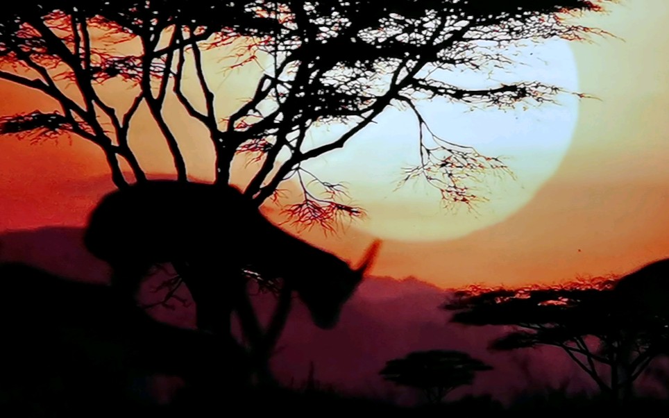 狮子王电影片段