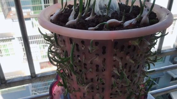 记录大蒜ߧ�成长过程